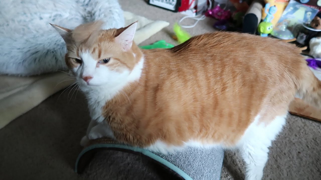 Pampered Cat Is Pampered - YouTube