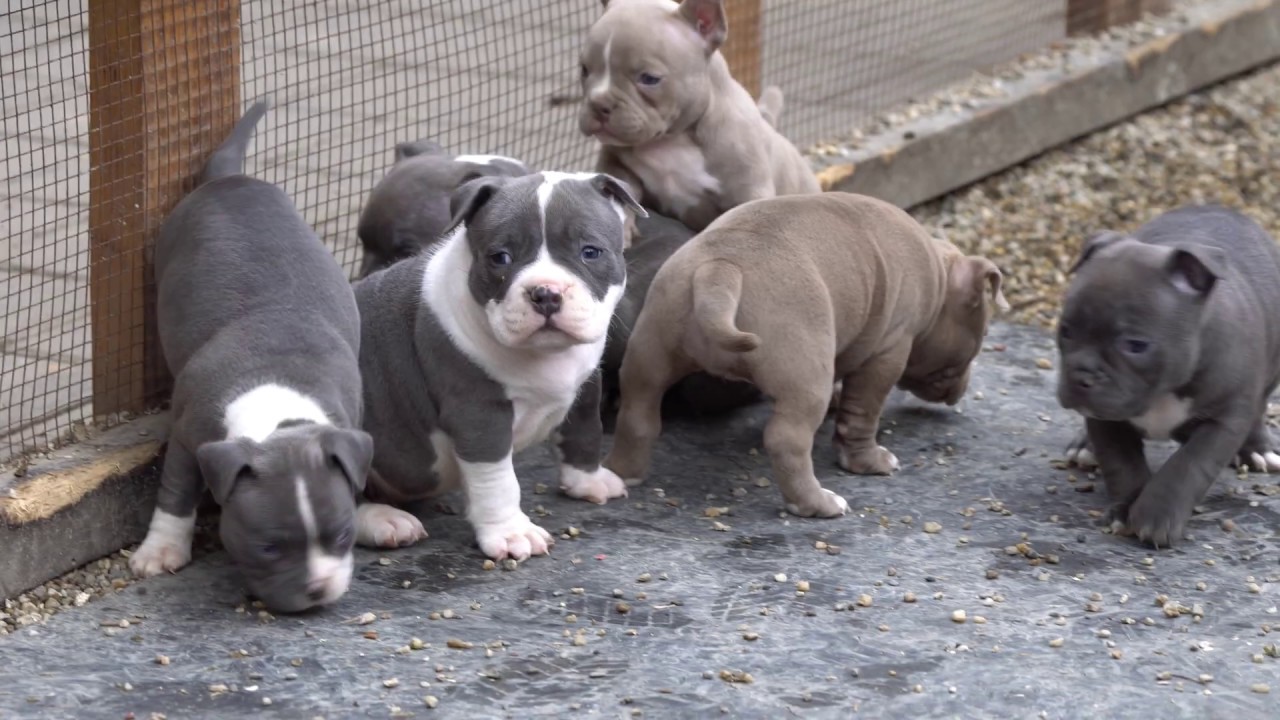 PUPPIES AMERICAN BULLY POCKET AVAILABLE FOR SALE 6 WEEKS OLD.VERY ...