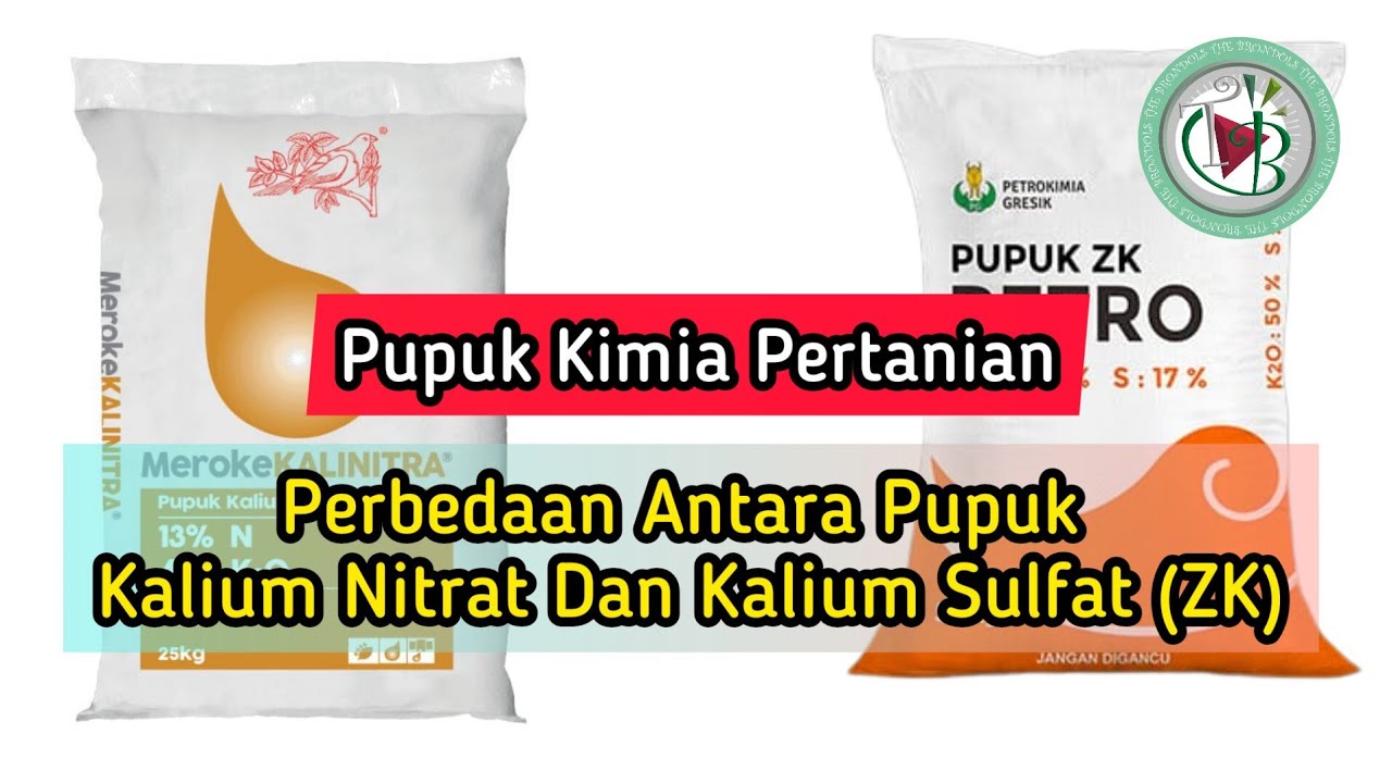 Perbedaan Antara Pupuk Kalium Nitrat Dan Kalium Sulfat (ZK) - YouTube