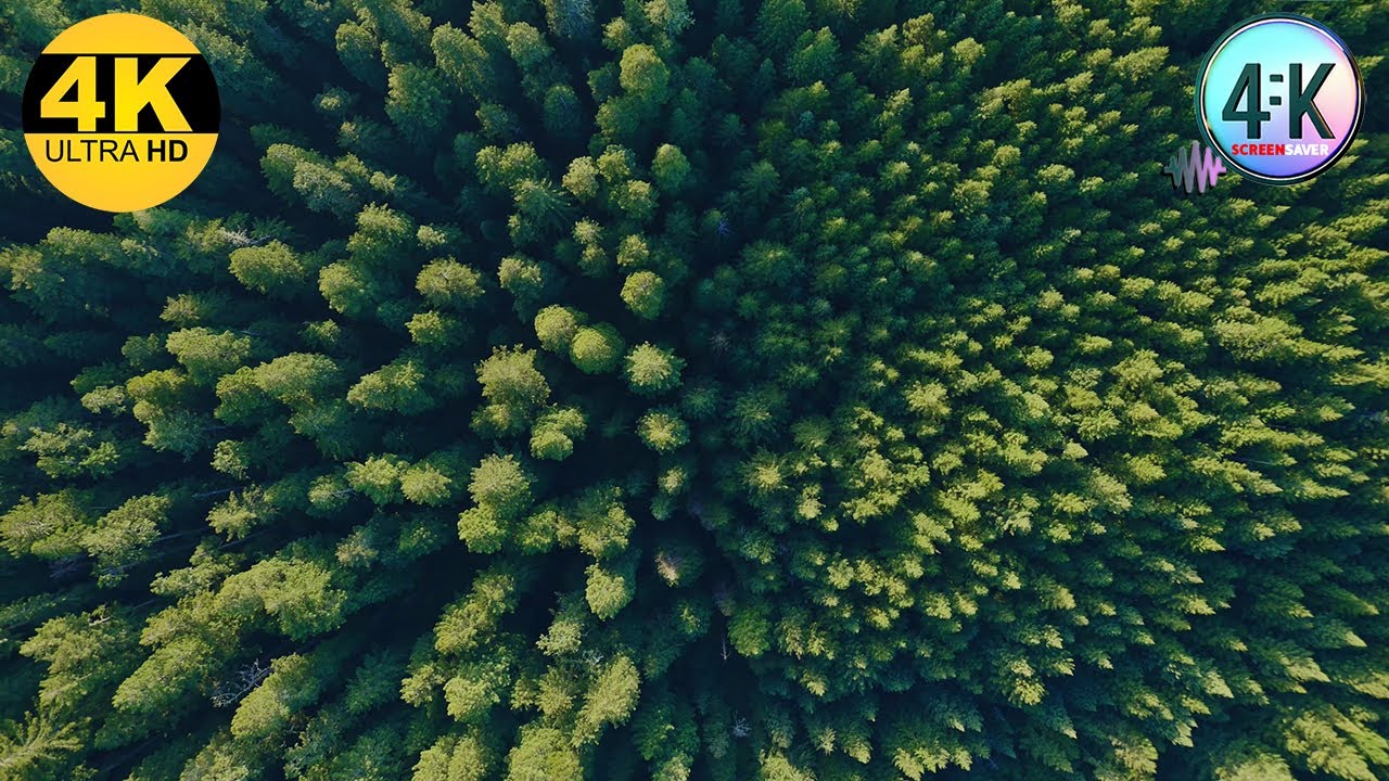 SCREENSAVER 4K | Mac OS Screensaver "Redwoods from Above" | 3 Hours ...