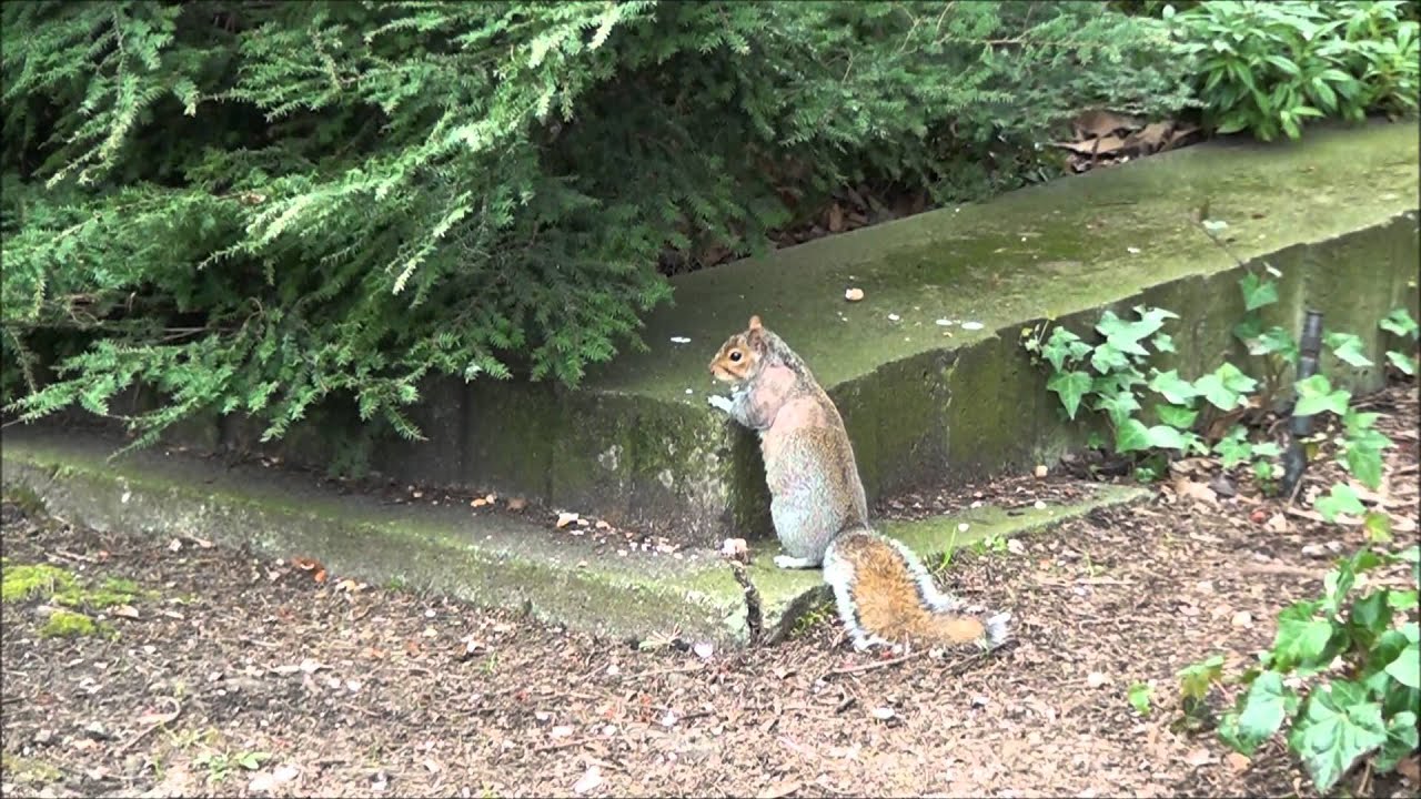 A Poor Squirrel Suffering from Concussion and Mange - YouTube