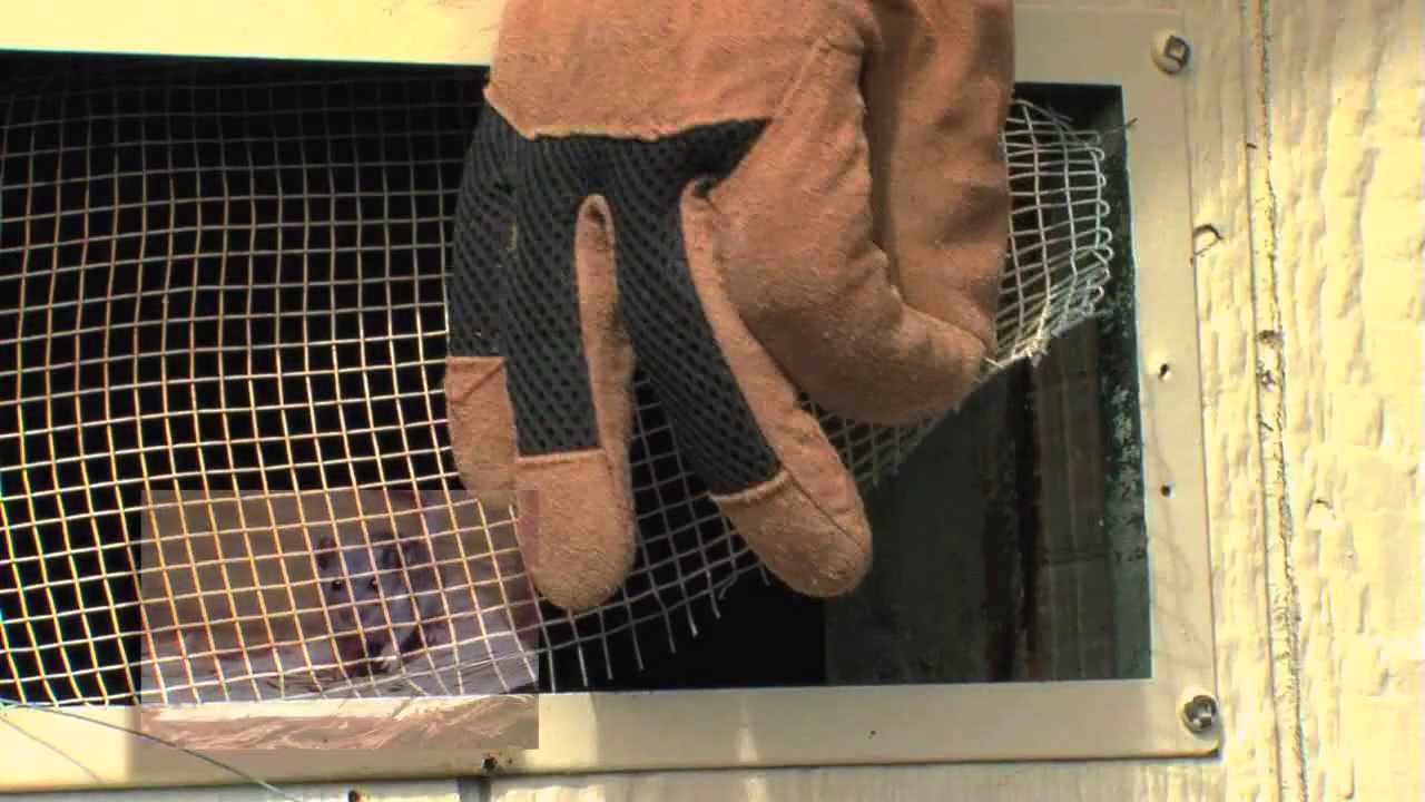 How to Exclude Mice from Buildings - YouTube