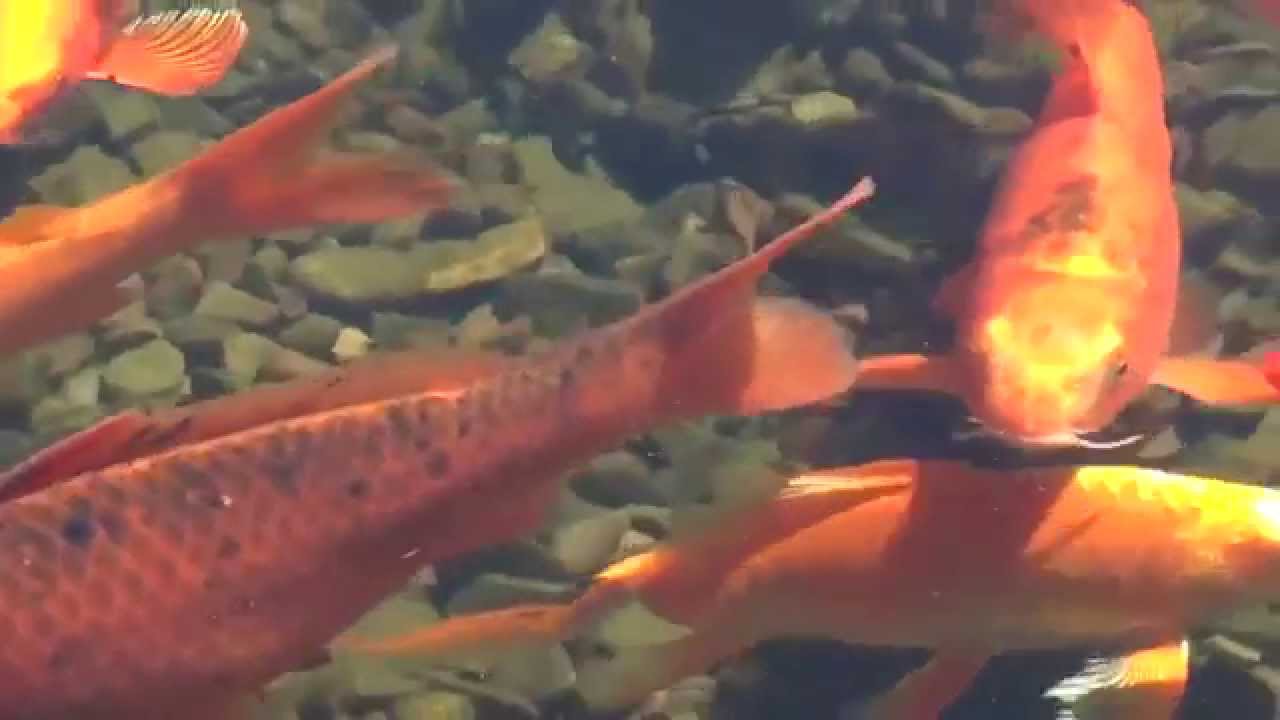 The Great Goldfish Invasion of 2015 - YouTube