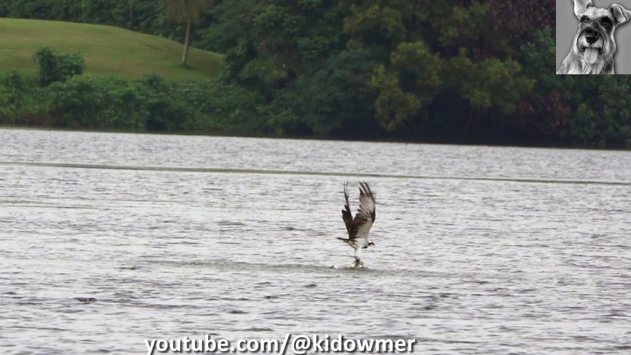 Migratory OSPREY's successful dive for fish - YouTube