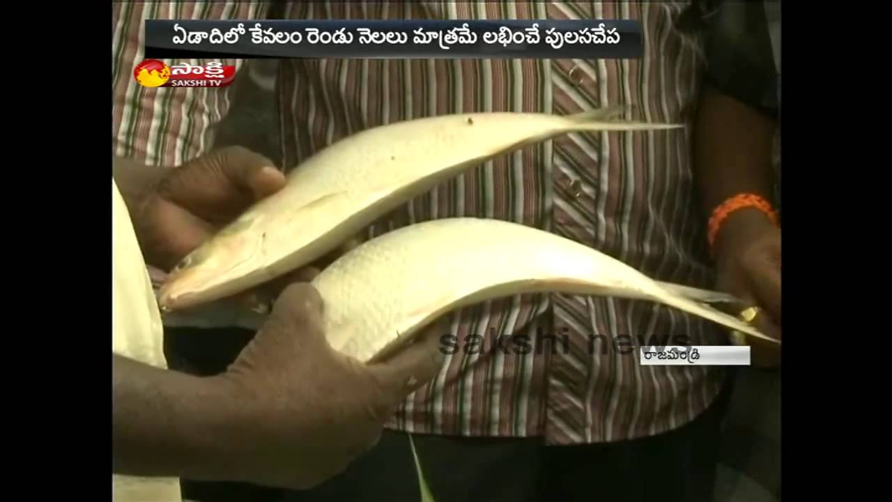 Pulasa Fish costs More than Rs 2,000 per kg in Godavari Districts - YouTube