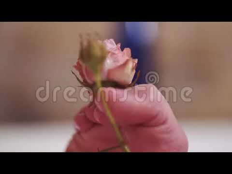 Sylvia's bare toes holds small pink rose close up (Valentine's Day 2022 SPECIAL 💐💖🥰) #shorts