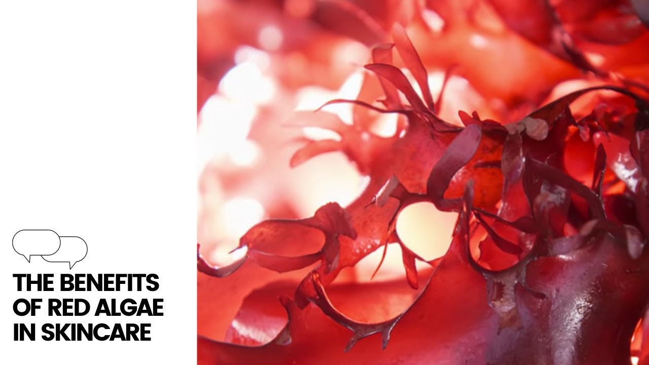 The Benefits of Red Algae in Skincare - YouTube