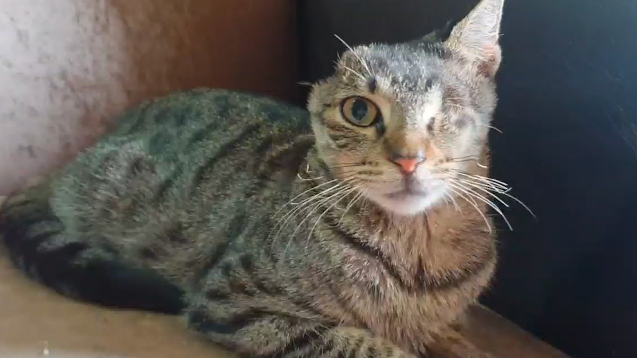 Great news! Cat Rocky has been discharged from the clinic and moved to ...
