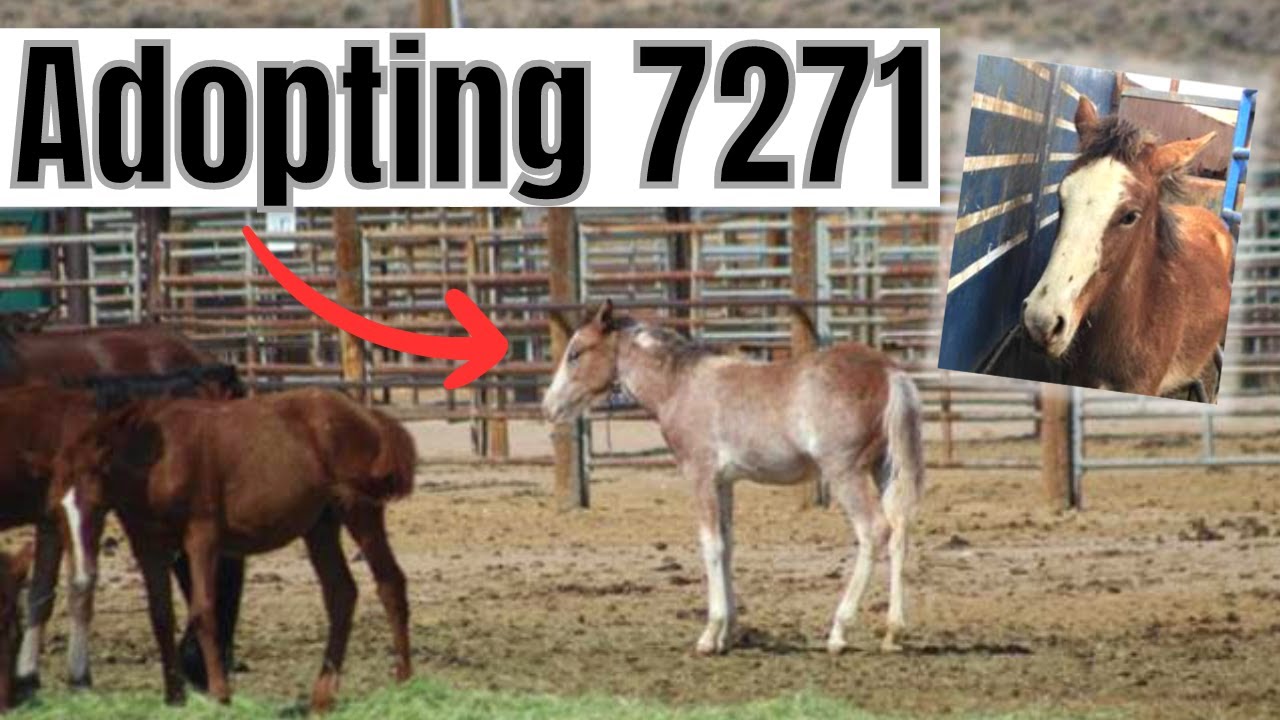 Adopting a baby mustang (& never before seen footage) - YouTube