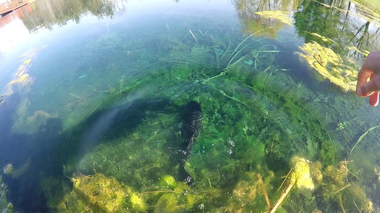 Michigan Pond Fish