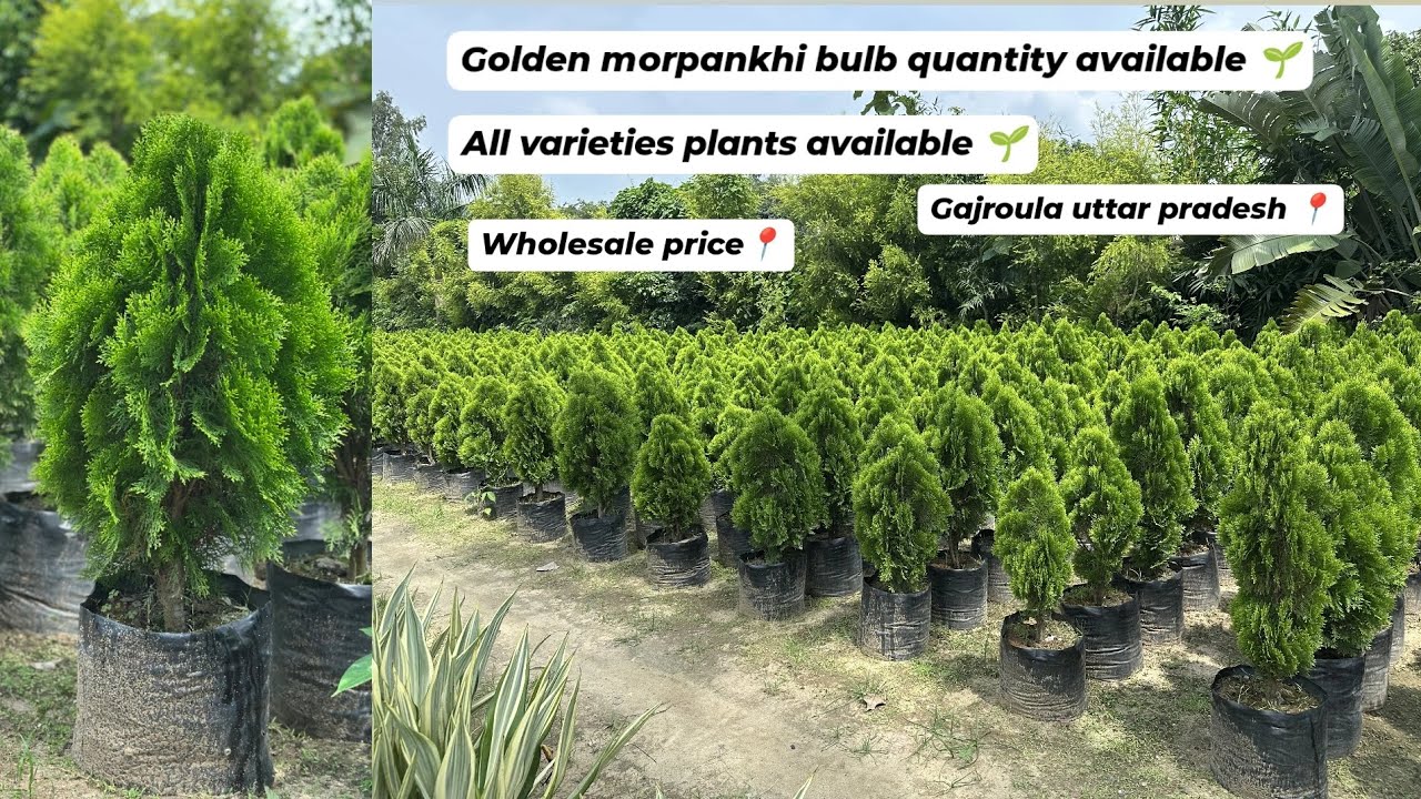 (golden morpankhi) (prakriya) (drop Moriya) all parts available 🌱# ...