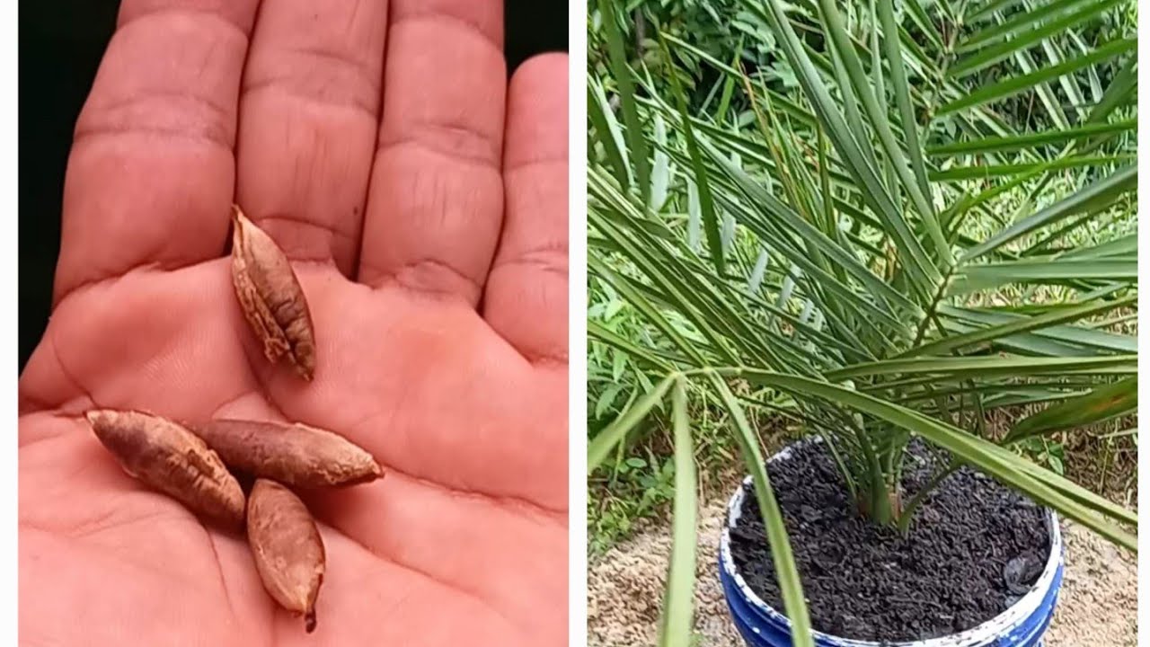Palmeira 🌴 tâmara no vaso de fácil germinação plantio e cultivo também ...