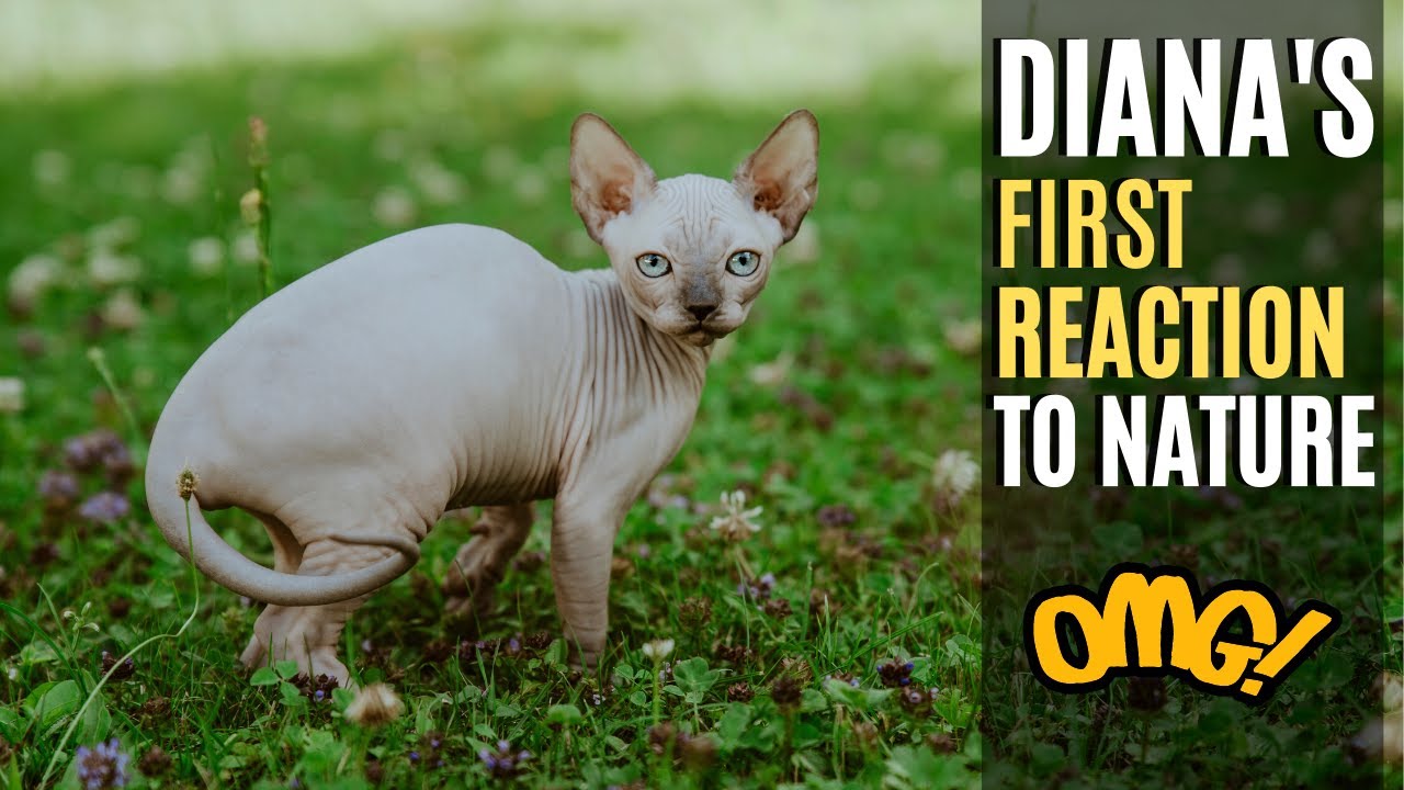 Sphynx Cat First Reaction To Nature Sphynx Diana - YouTube