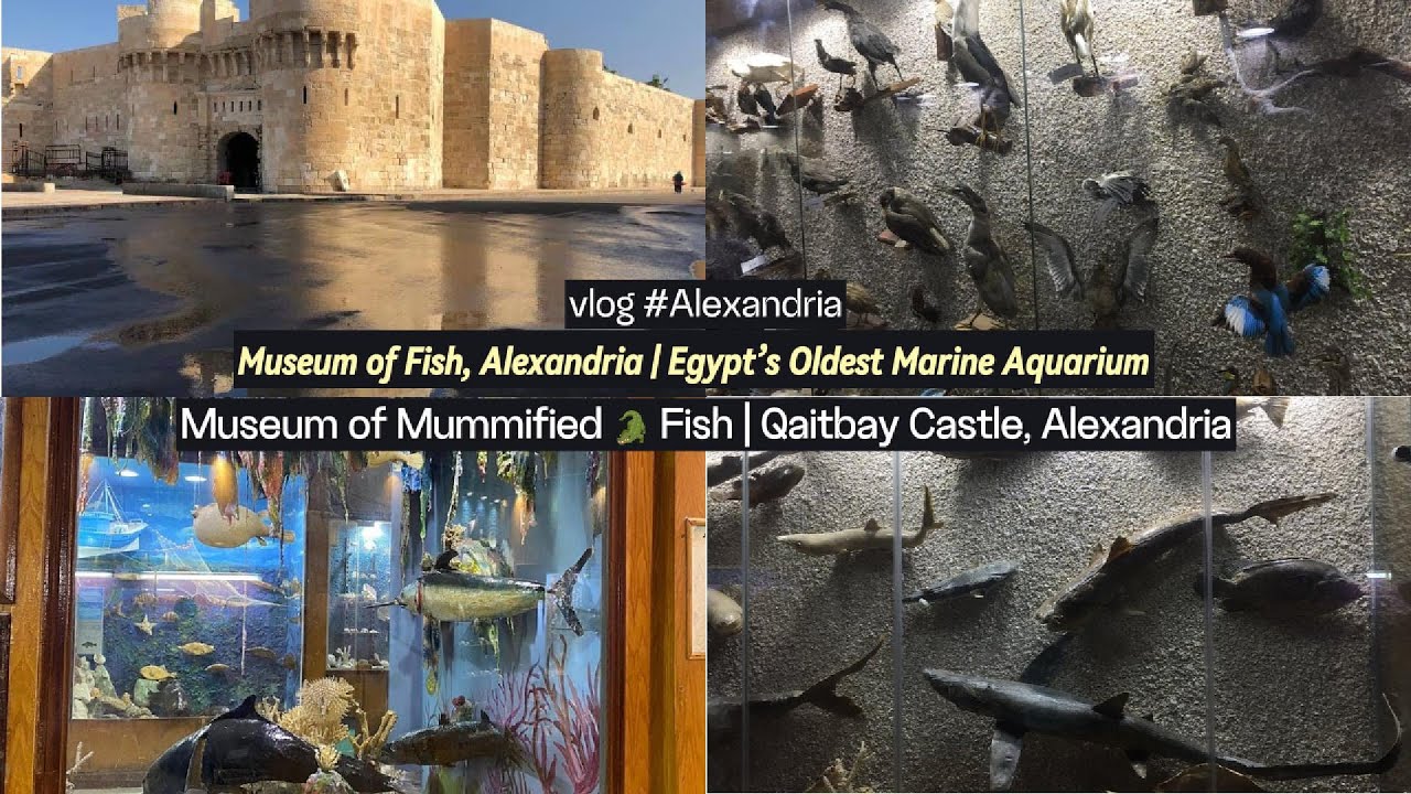 Museum of Mummified🐊Fish, Alexandria🏛️||প্রাচীনতম সামুদ্রিক মাছের ...