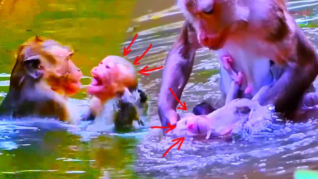 Fell into muddy! Poor little Baby Monkey in a Muddy Mess – You Won’t ...