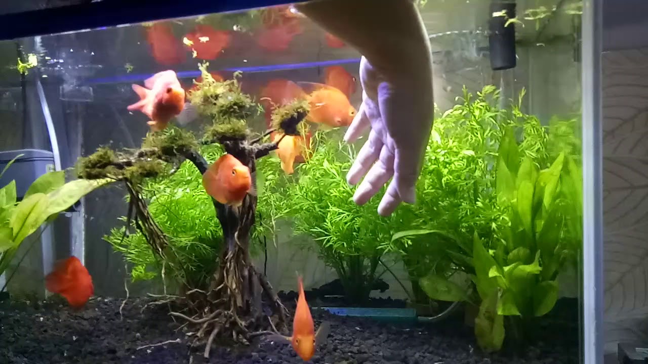 Ikan Parrot / Ikan Hias / Aquarium - YouTube
