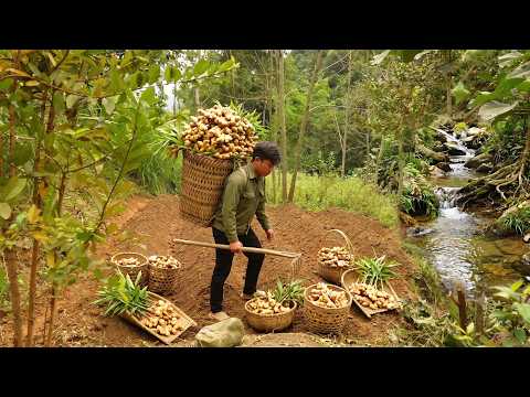 Living in the forest, gardening, harvesting ginger to sell at the village market