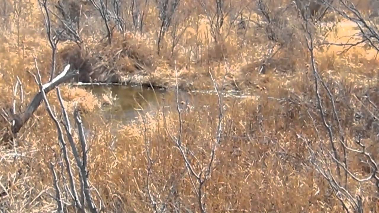 Comanche Springs, Fort Stockton, Texas - YouTube