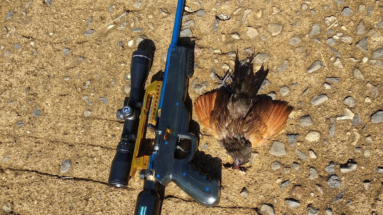 Nyoba ngikut anak muda hunting di kebon. - YouTube