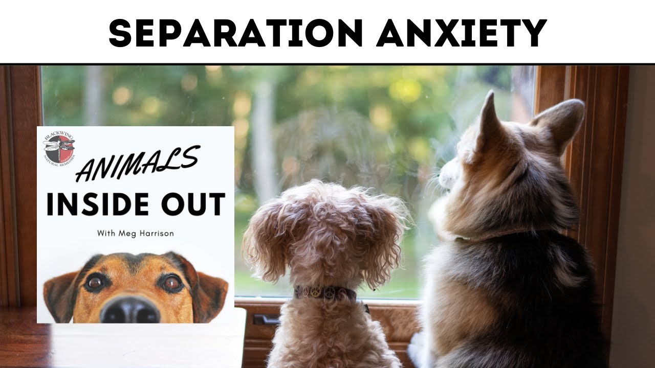Animal Separation Anxiety - BlackWing Farms - YouTube