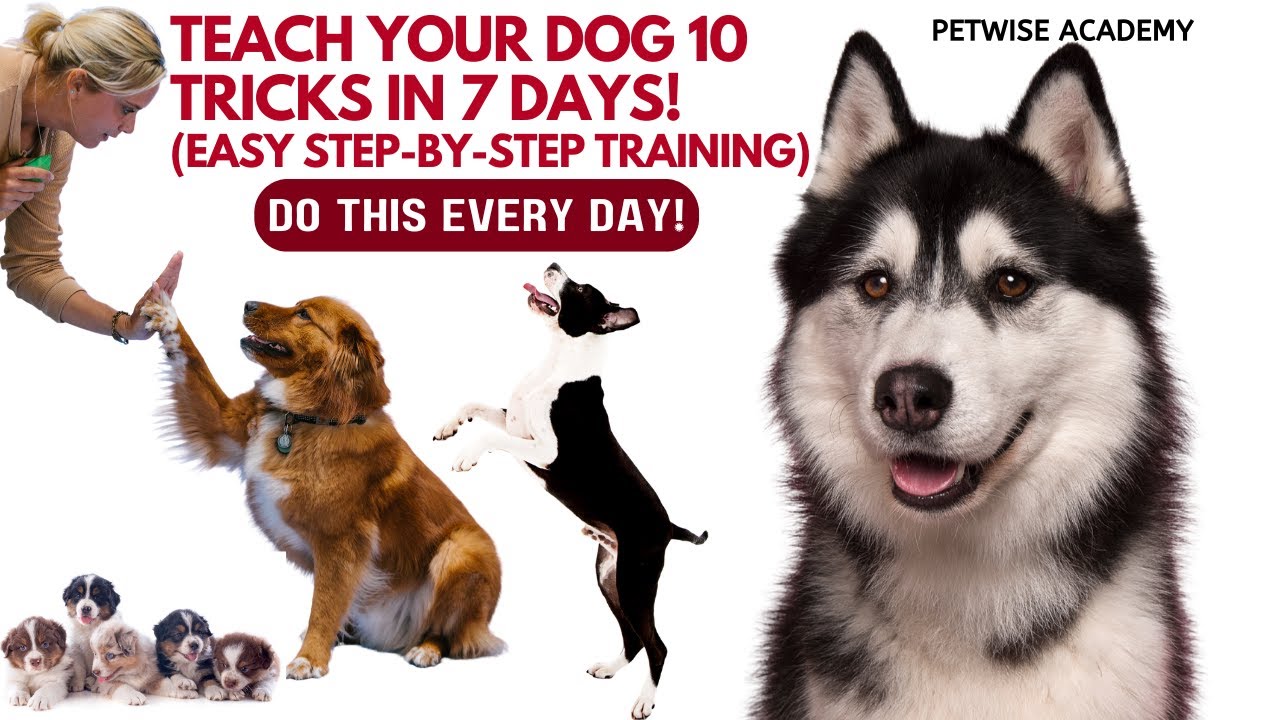 Teach Your Dog 10 Tricks in 7 Days! (Easy Step-by-Step Training) - YouTube