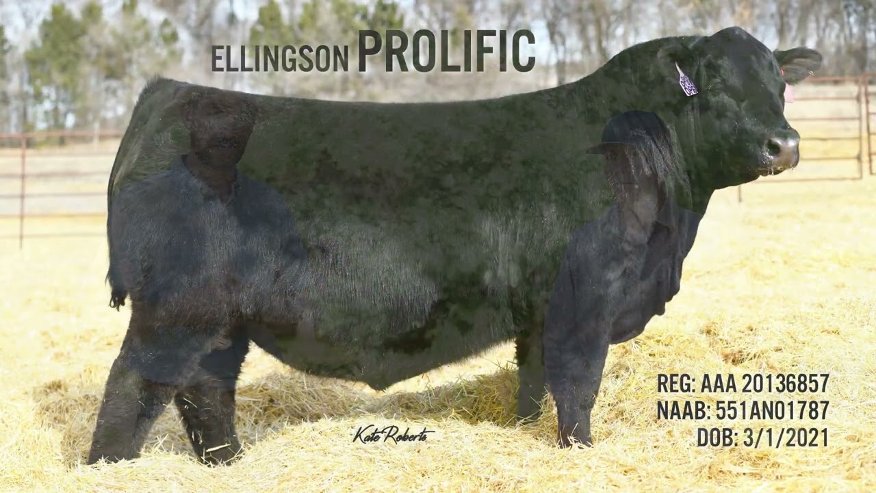 STgenetics® Beef at Ellingson Angus - YouTube