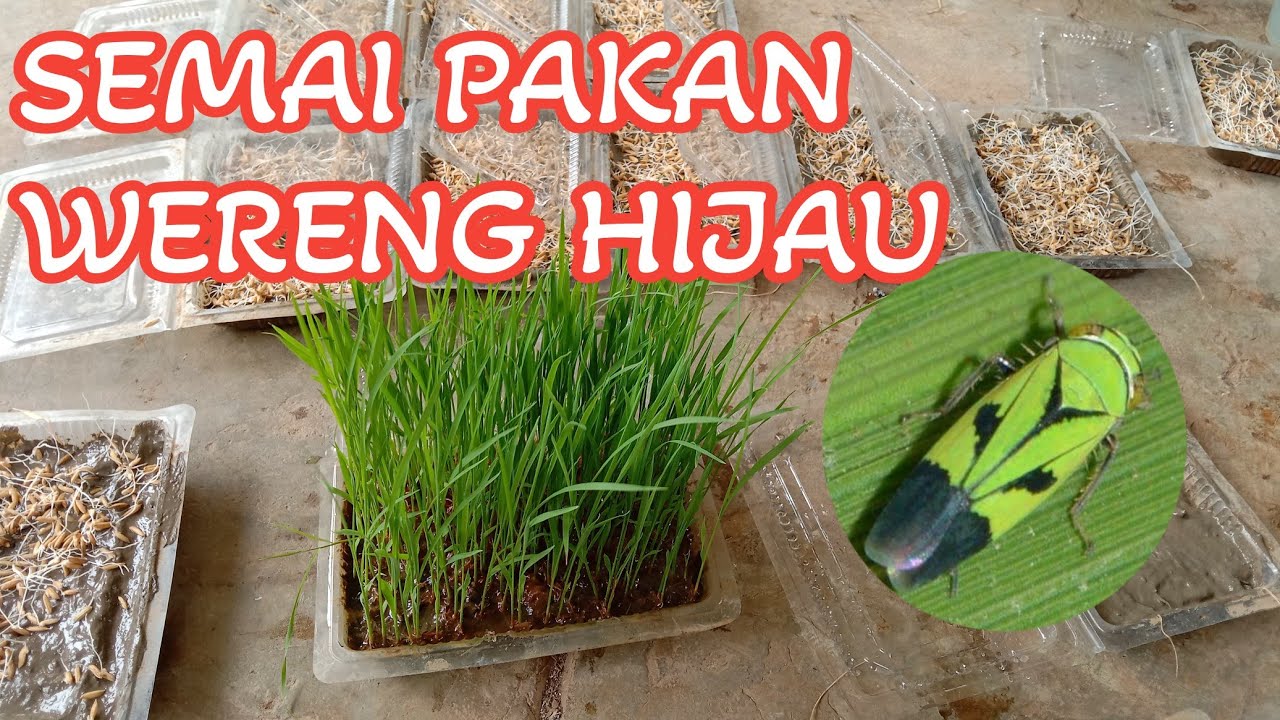 semai benih padi pakan wereng hijau - YouTube