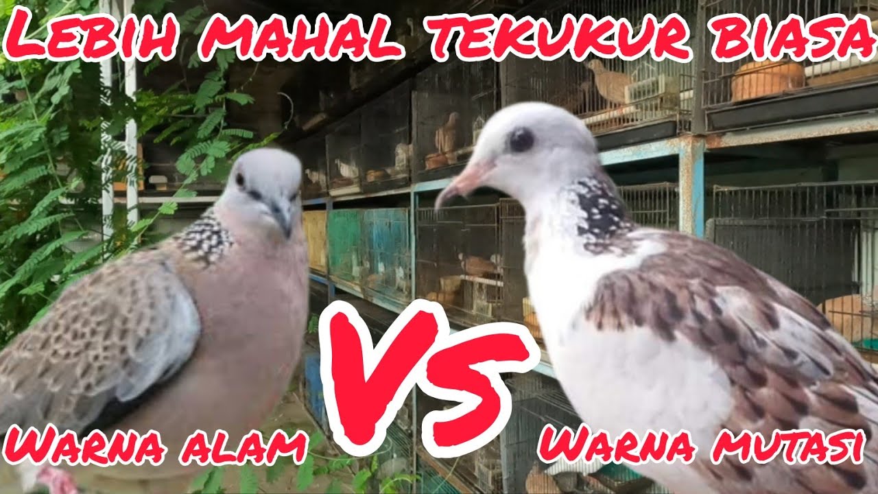 KETIKA TEKUKUR BIASA SEPULUH KALI LIPAT HARGA TEKUKUR WARNA‼️KOK ...