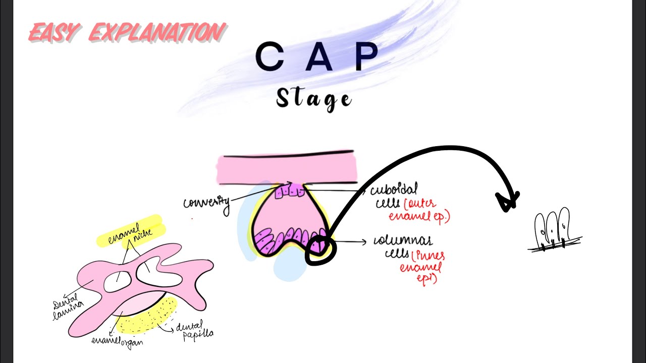 Cap Stage (Orban’s histology, enamel niche) Tooth development part-4 ...
