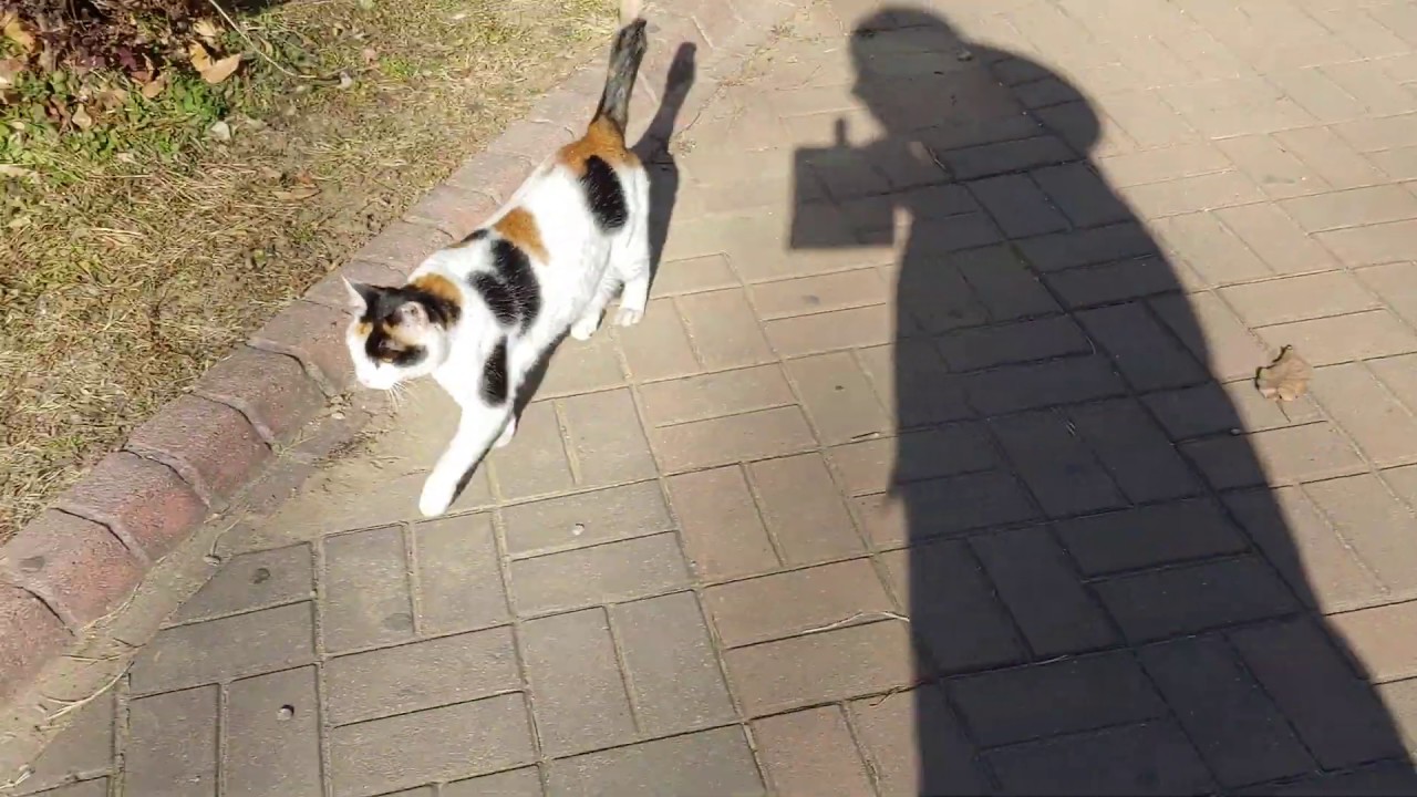 고양이와 산책하기 Take a Walk with a cat - YouTube