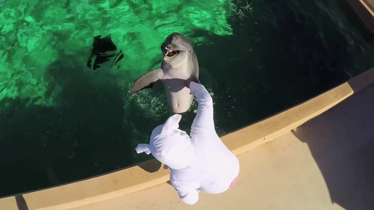 Easter Bunny Hops with Nicholas the Dolphin - YouTube