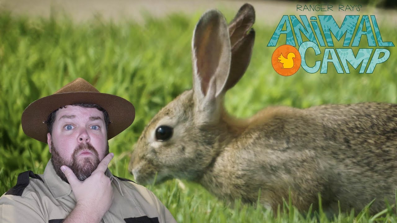 Why Do Rabbits Have Long Ears? - YouTube