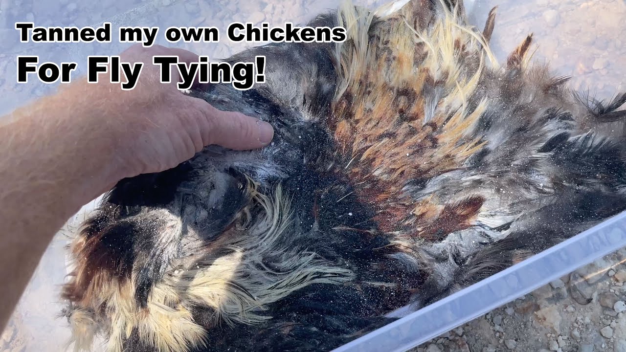 Preserving chicken hide for fly tying - YouTube