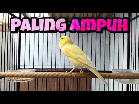 Pancingan Kenari Af Bulu Tebal ‼️