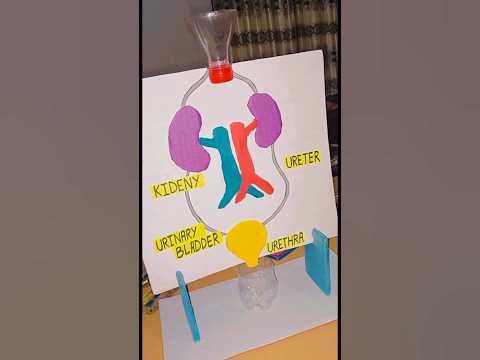 School Science Project | Kidney Working Model #shorts #project #biology ...