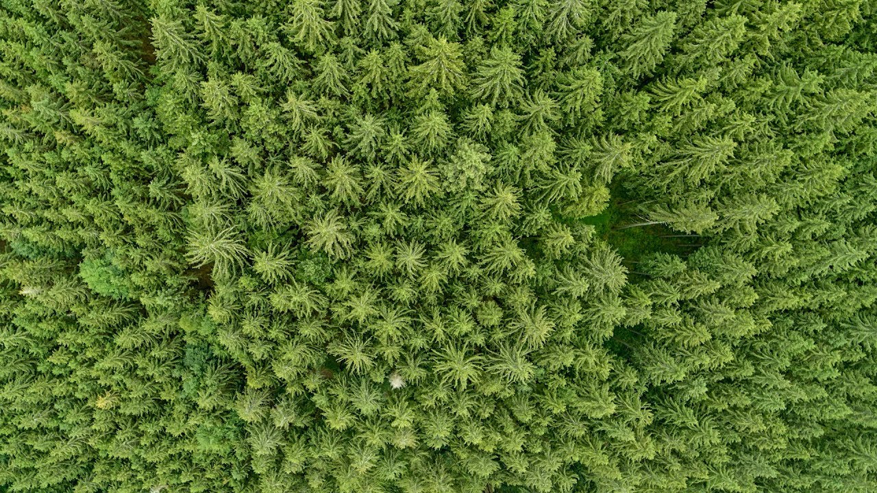 Conifer forest from above | Aerial (4K) - YouTube