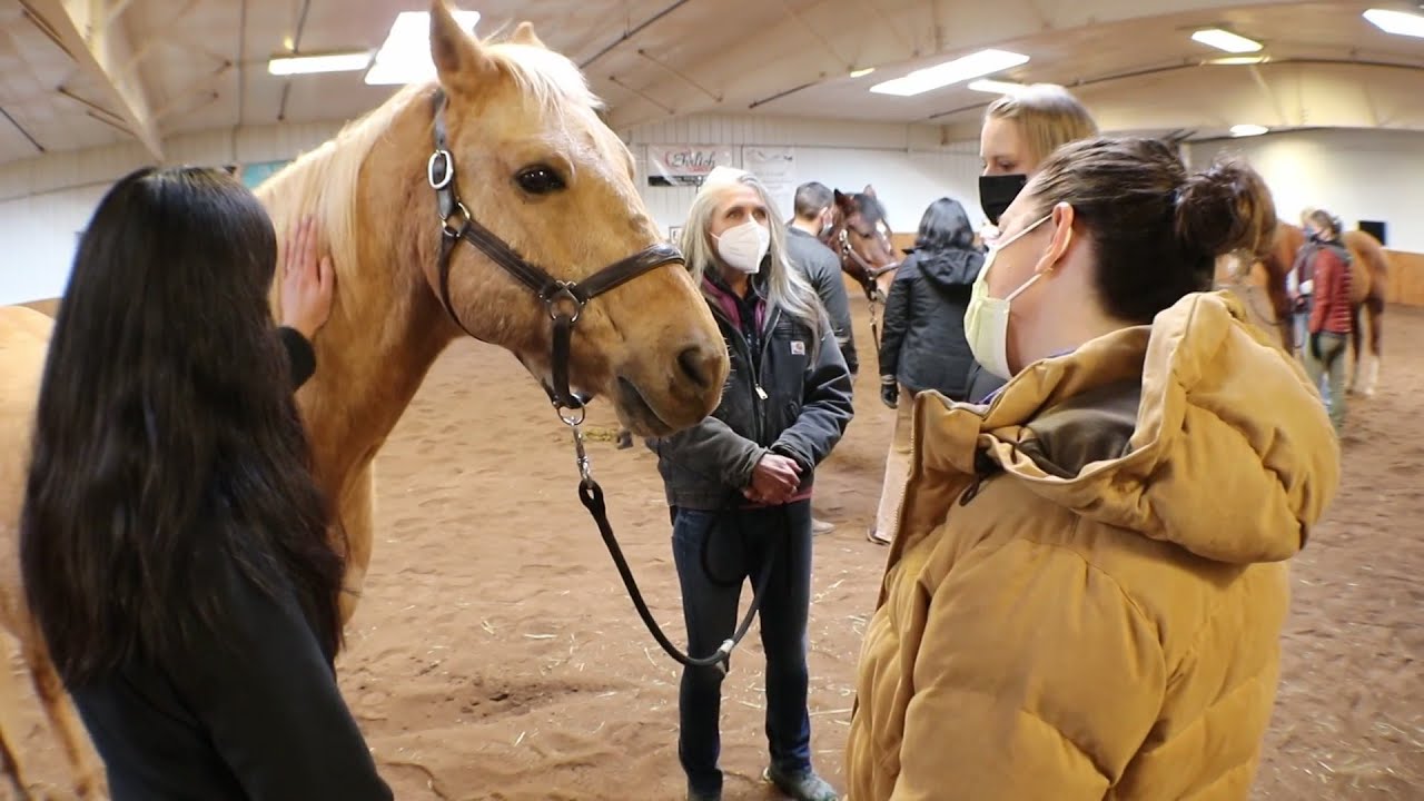 'Stables to Stethoscopes': Horses Help Doctors With Pandemic Stress ...