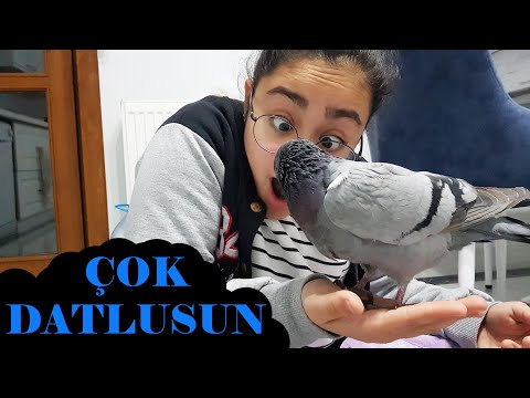 BU YIL 5.  OLDU!!! SENEYE NE OLUR BİLMİYORUZ AMA ÇOK TATLI / LÜTFEN HAYVANLARI SEVELİM KORUYALIM