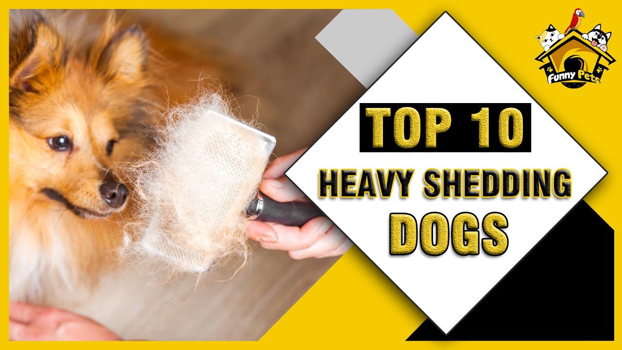 Top 10 Heavy Shedding Dogs - YouTube