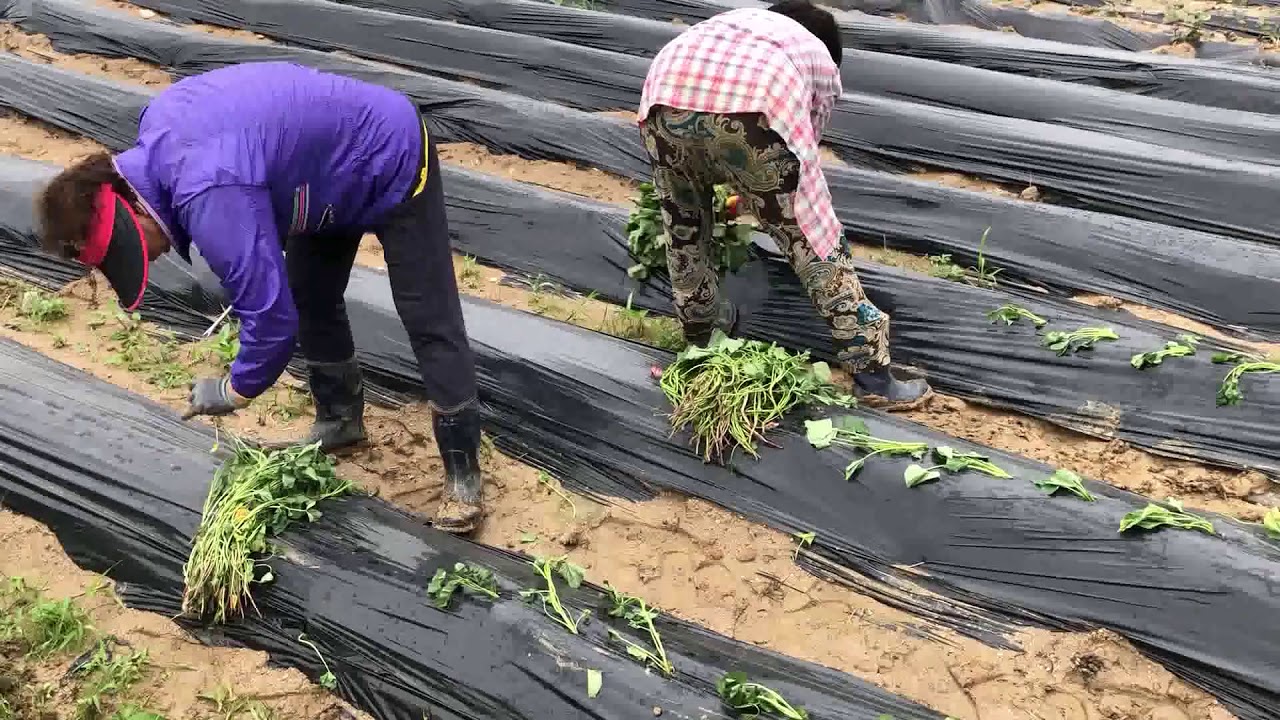 Korean Vegetable Farm | Agriculture Technology - YouTube