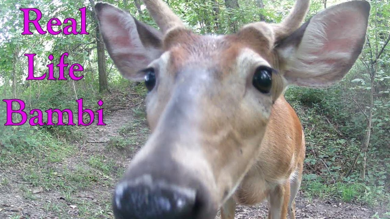 🦌 Real Life Bambi #1246 🦌 - YouTube