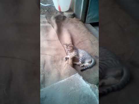 Cat raging - YouTube