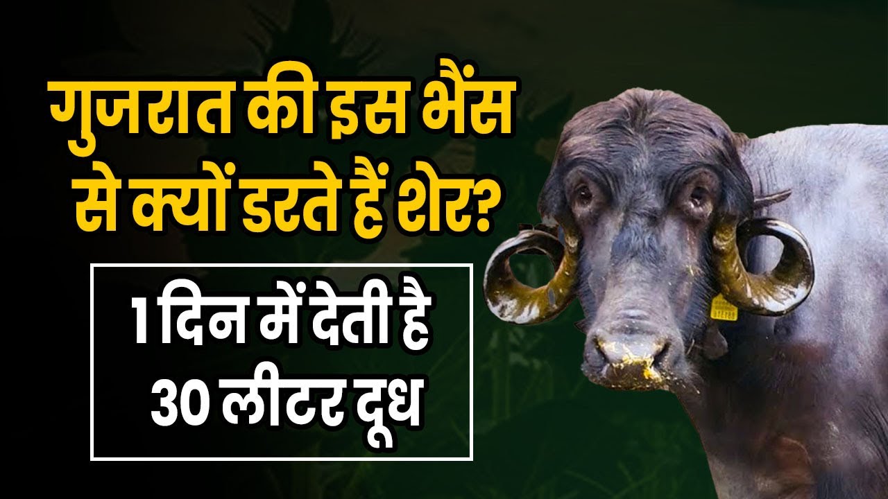 रोजाना 30 लीटर दूध देने वाली जाफराबादी भैंस I jaffrabadi Buffalo ...