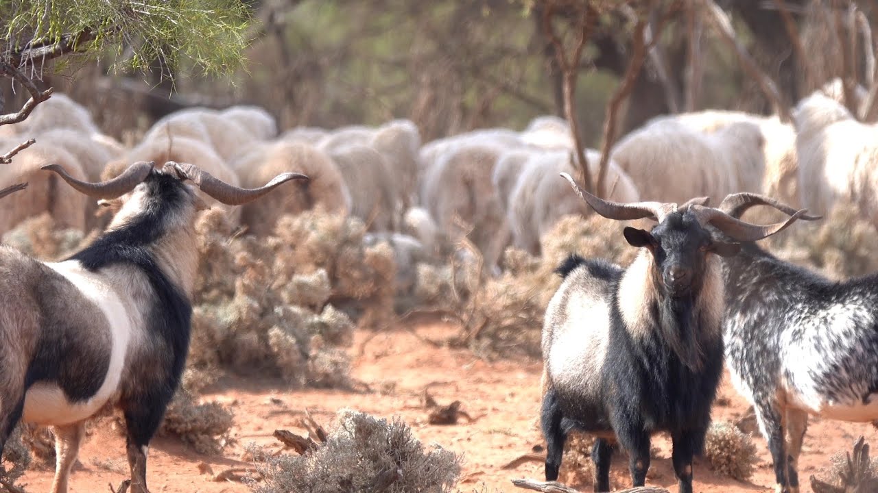 Hunting for wild goats - Rifle hunt Tikka 223 Ep21 - YouTube