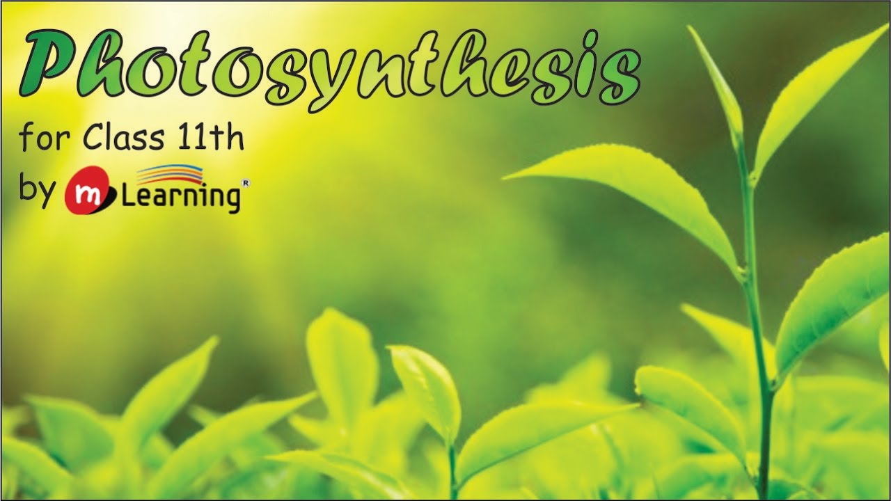 PHOTOSYNTHESIS IN HIGHER PLANTS - 01 For Class 11th and AIPMT - YouTube