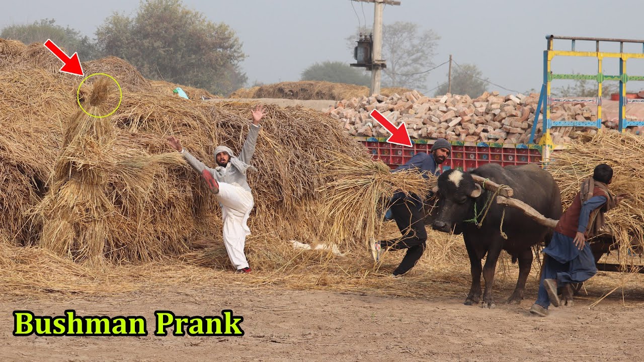 Best of Village Bushman Prank | Try Not To Laugh Funniest Bushman Prank ...