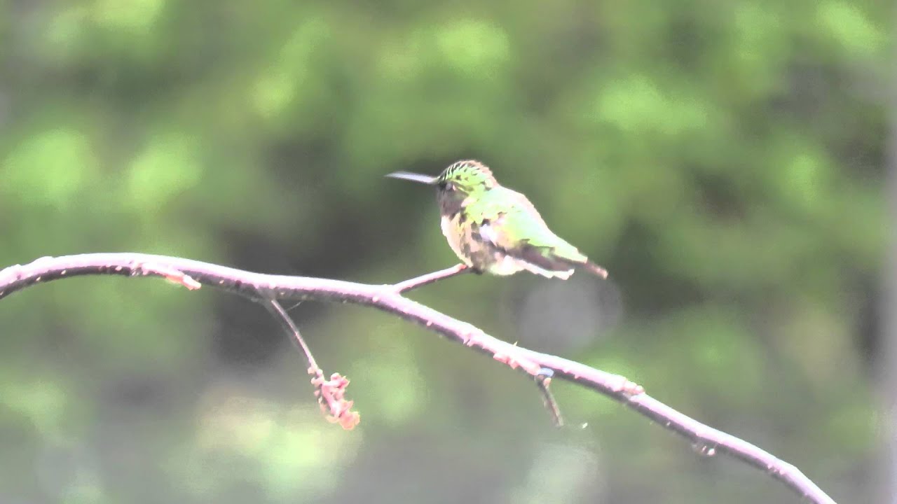 Colibri sous la pluie encore! - YouTube