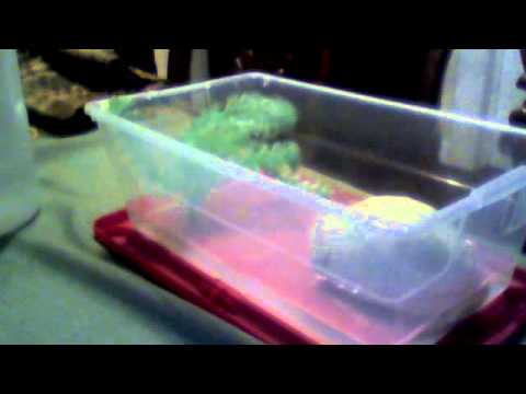 how to set up the simplest tadpole tank - YouTube
