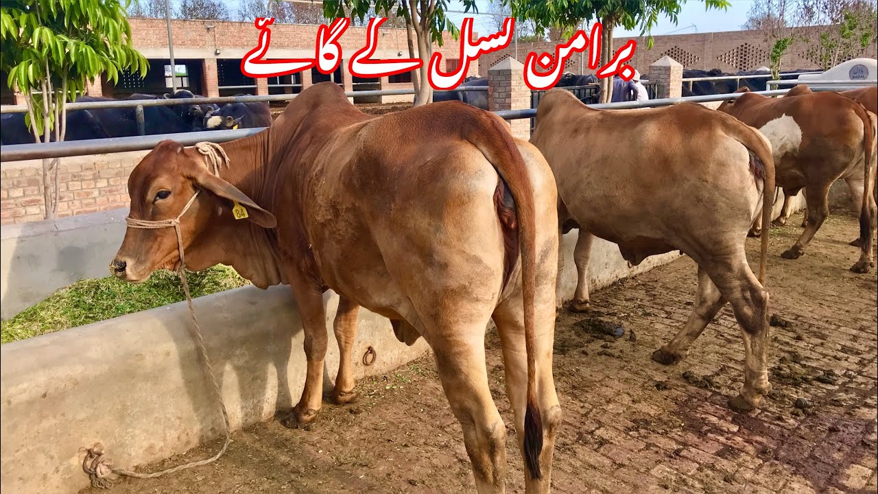 Max cattle farming Brahman cow Punjab Pakistan - YouTube