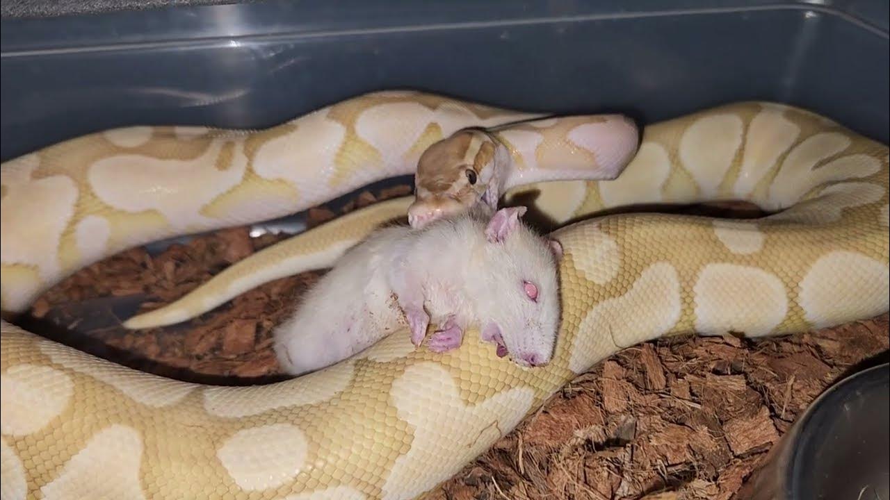 Powerful Banana Python Eats A Rat - Warning Live Feeding - YouTube